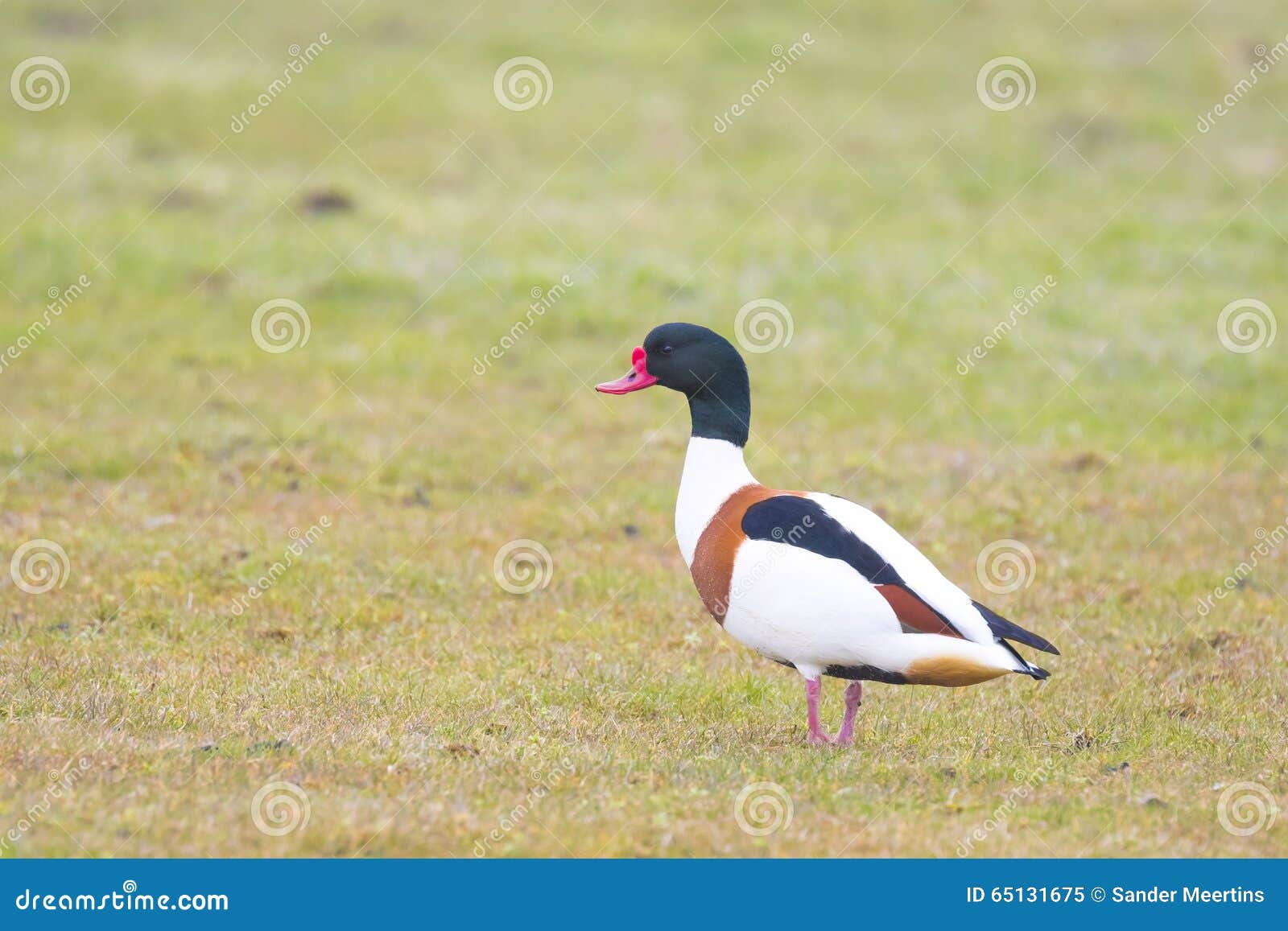 Common shelduck stock image. Image of tadorna, fowl, spring - 65131675