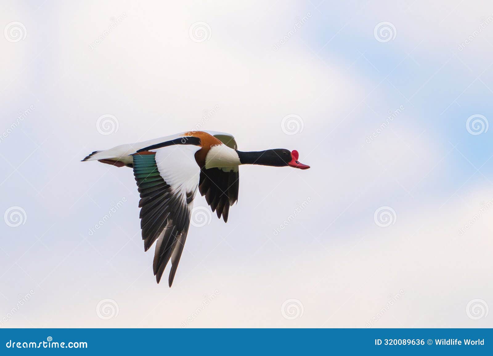 Common Shelduck Tadorna Tadorna. a Bird Flying in the Sky Stock Photo ...