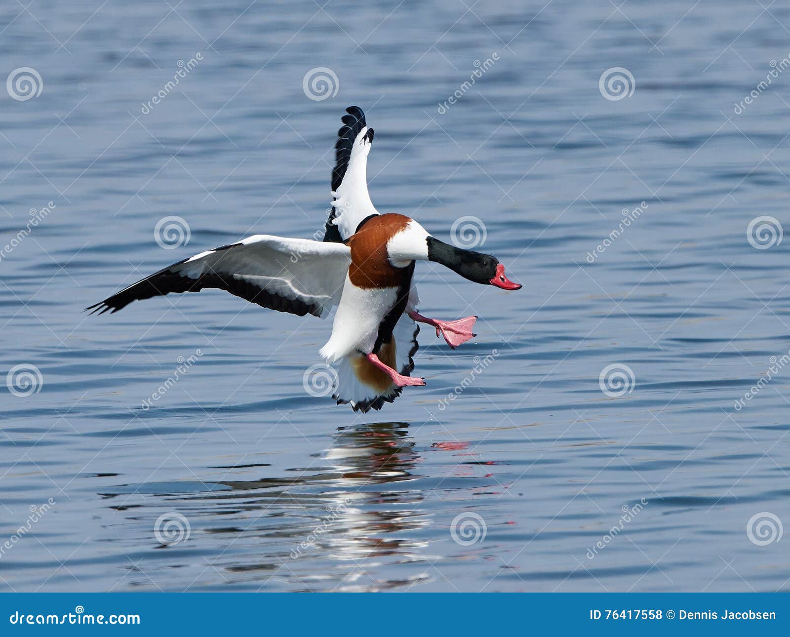 Common Shelduck (Tadorna Tadorna) Stock Photo - Image of shelduck ...