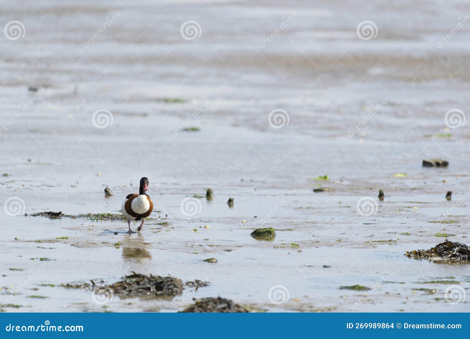 Common shelduck stock photo. Image of holland, shelduck - 269989864