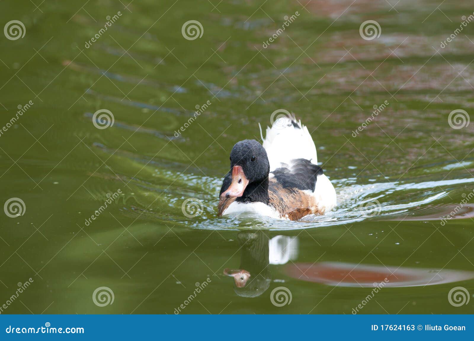Common Shelduck on water stock image. Image of tadorna - 17624163
