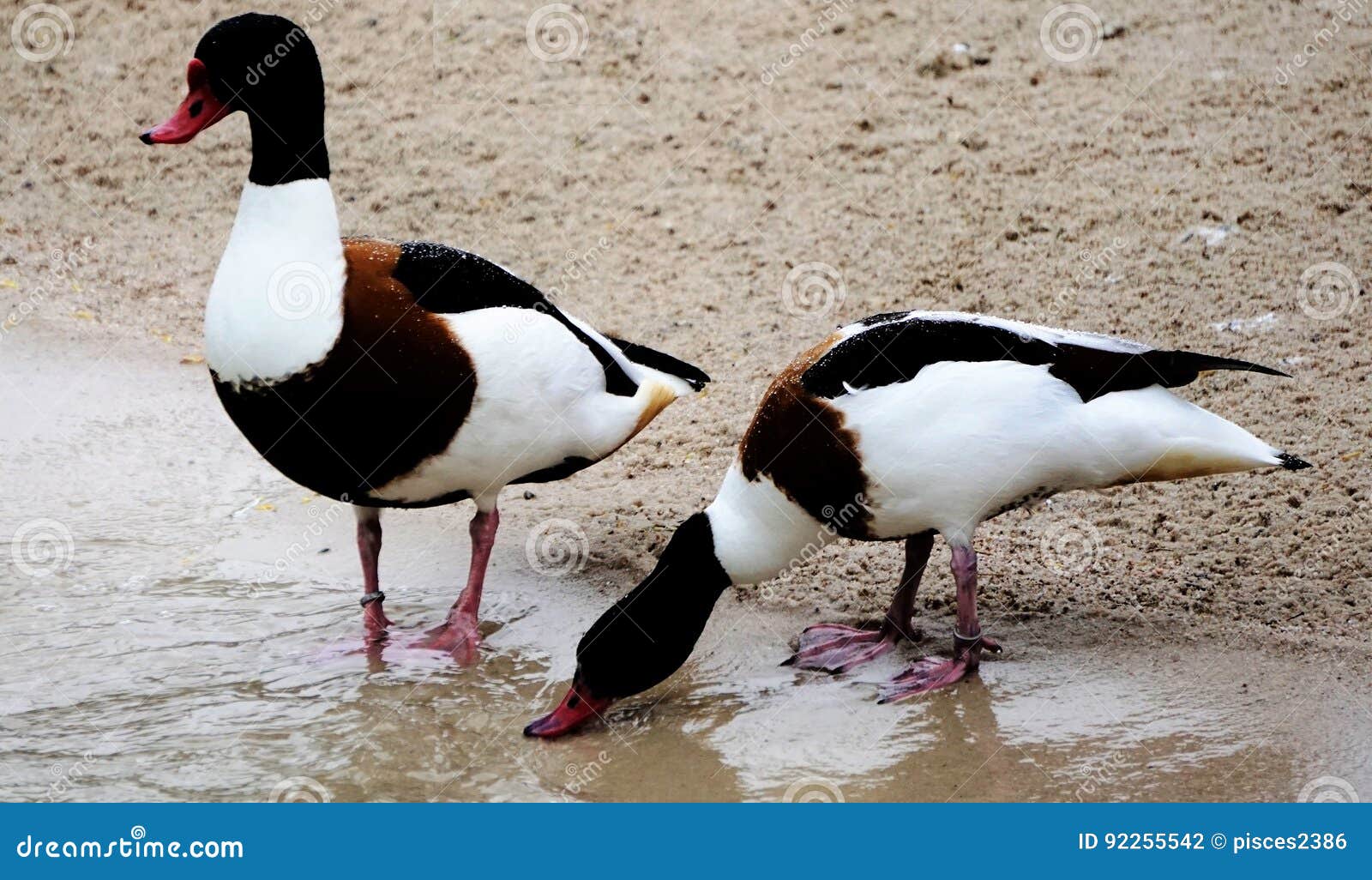 Common Shelducks Drinking at Lake Stock Photo - Image of animals, calm ...