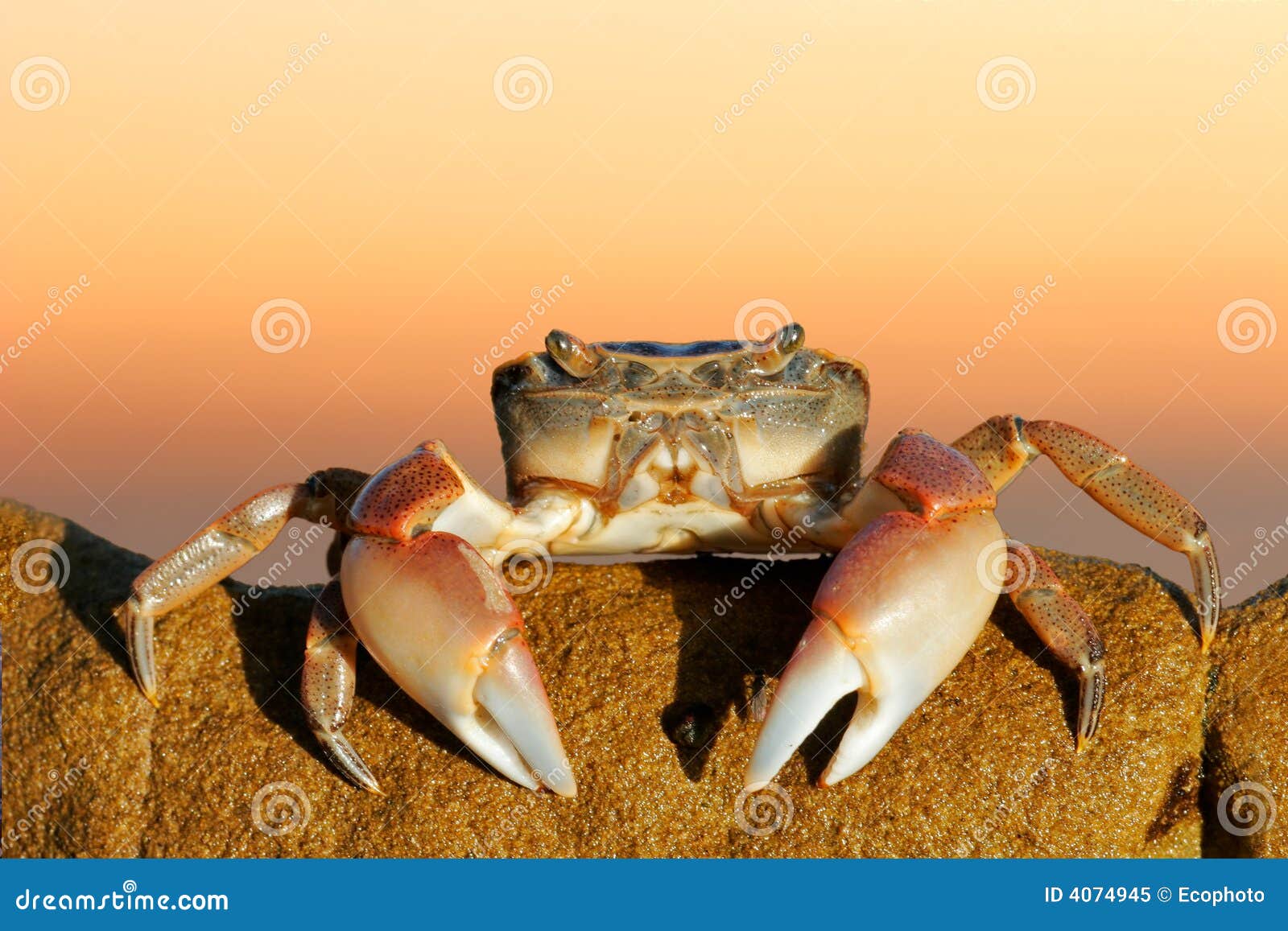 Common shore crab stock image. Image of crab, secretive - 4074945
