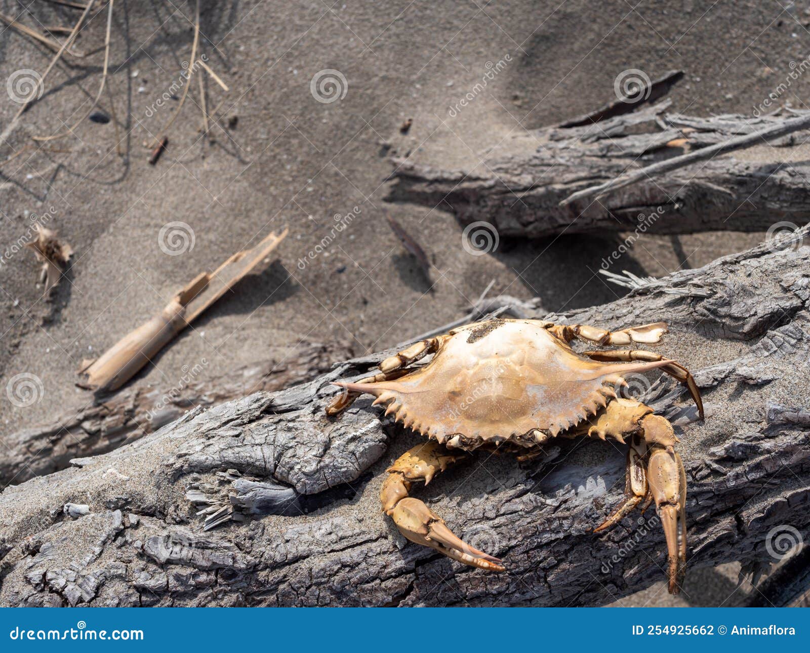 Common Shore Crab Carcinus Maenas on a Wood Stock Photo - Image of crab ...