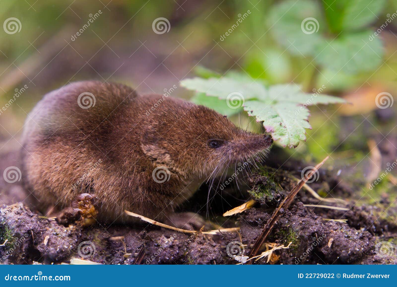 Common Shrew (Sorex Araneus) Stock Photo - Image of araneus, mouse ...