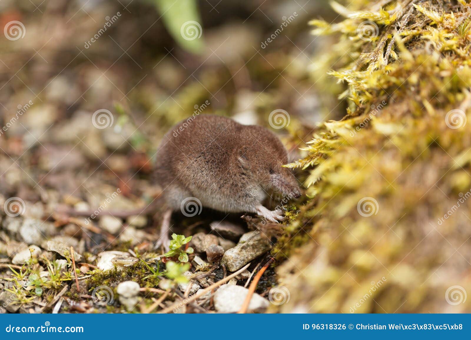Common Shrew, Sorex Araneus Stock Photo - Image of animal, mammal: 96318326