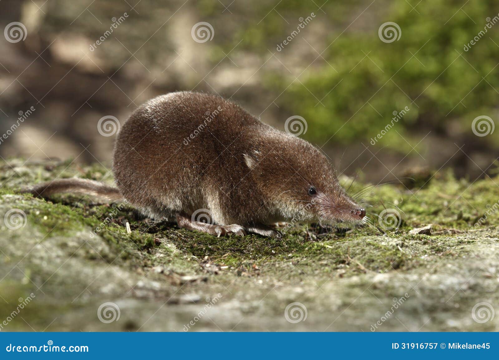 Common Shrew, Sorex Araneus Stock Image - Image of shrew, wildlife ...