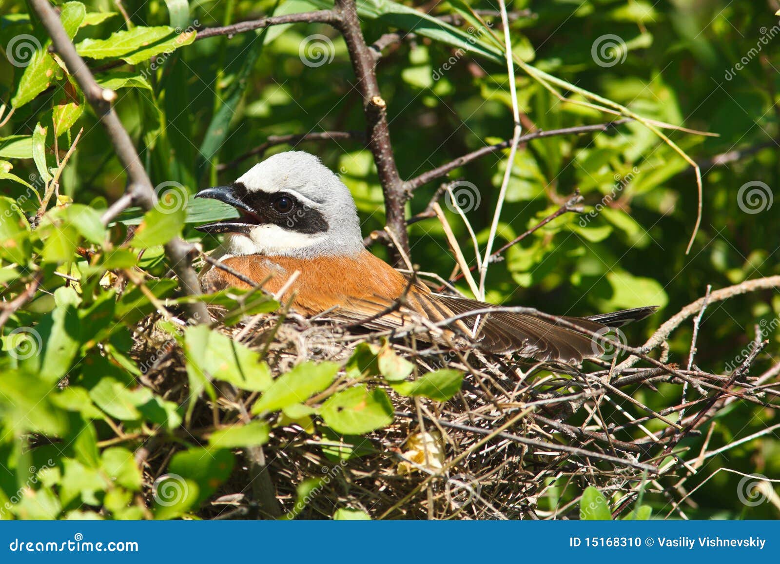 Common Shrike, Lanius Collurio, Male Stock Photo - Image of sultriness ...