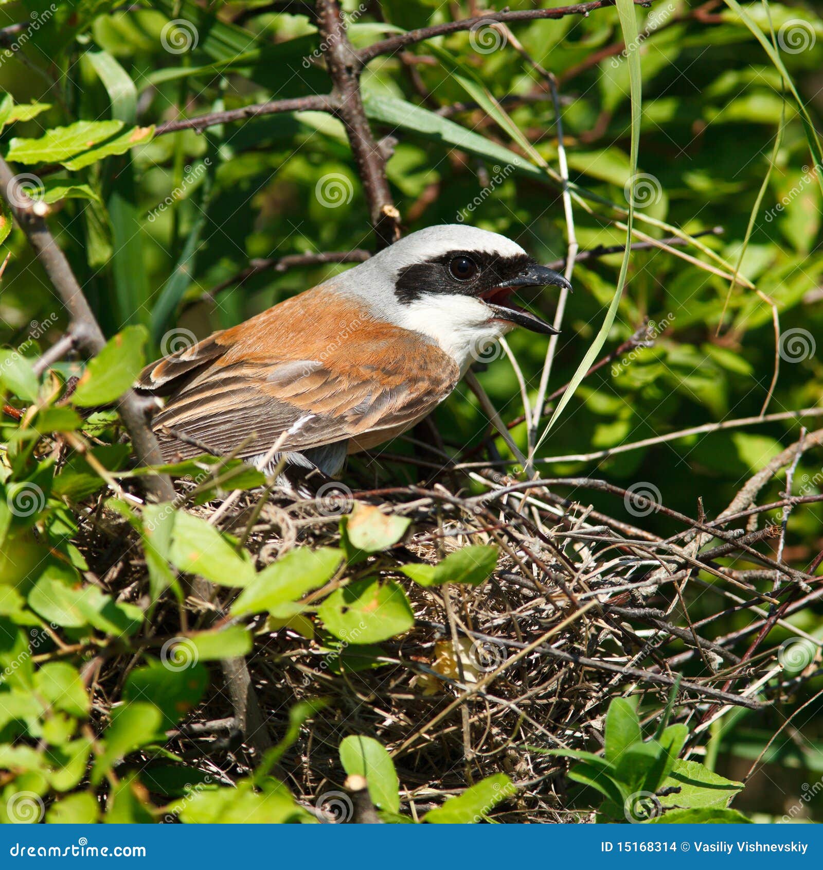Common Shrike, Lanius Collurio, Male Stock Photo - Image of birdnest ...