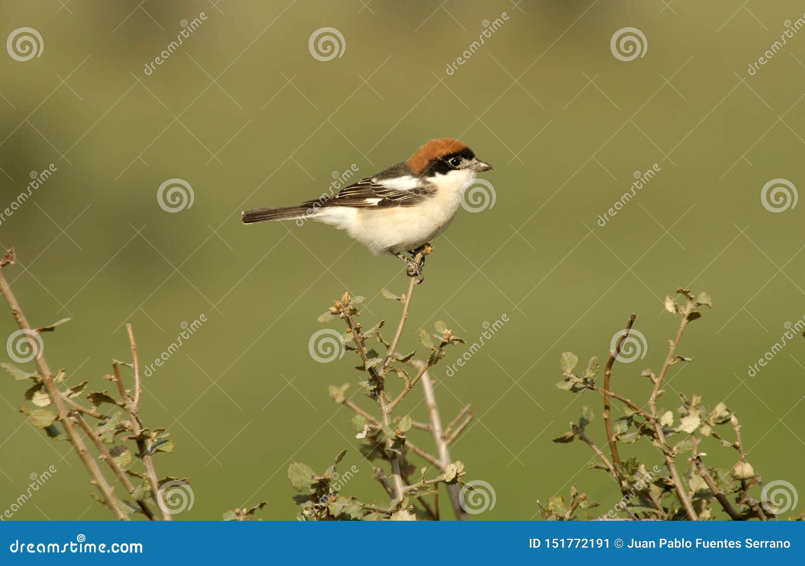 Common shrike stock image. Image of abulense, buzzard - 151772191