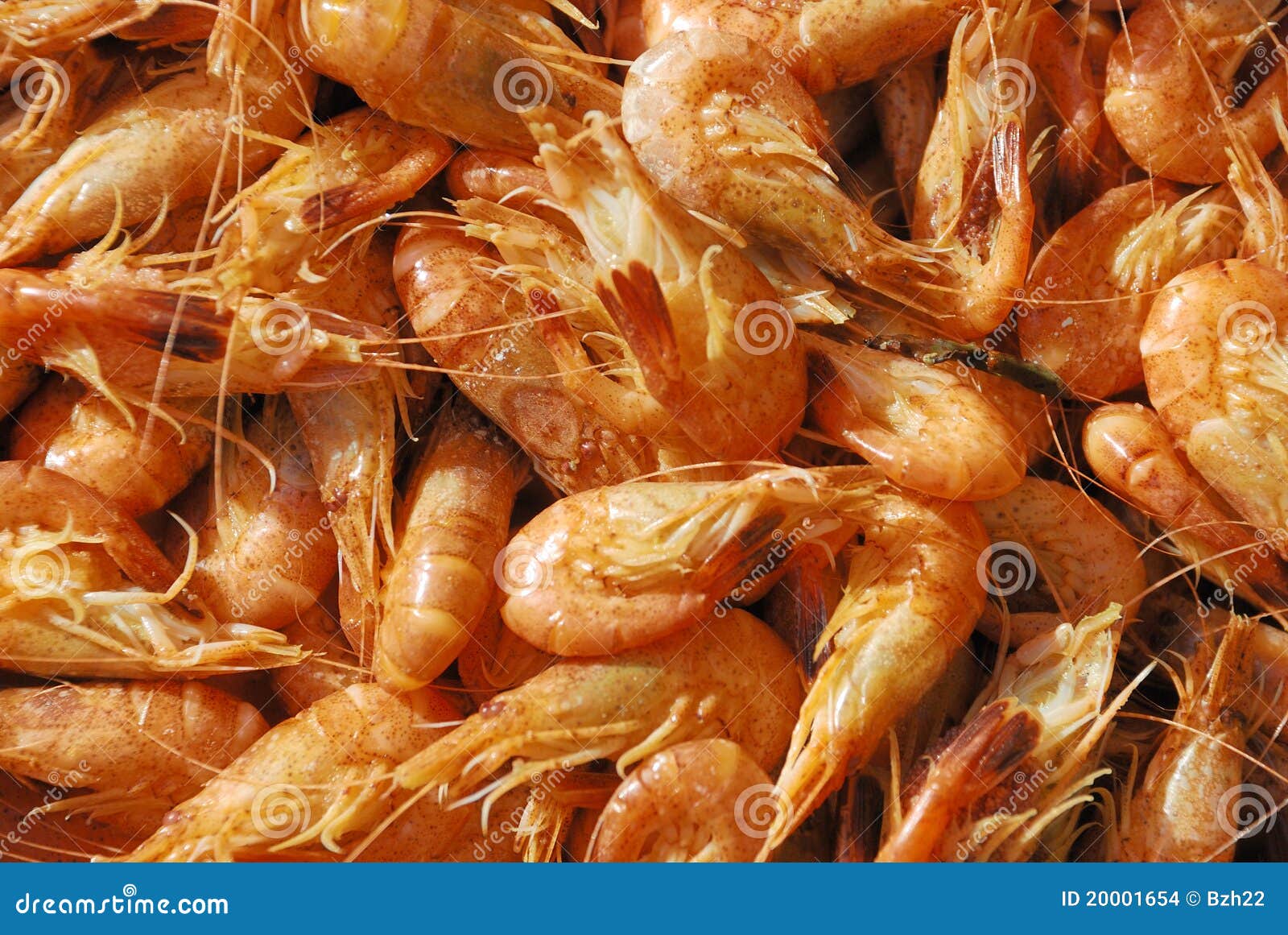 Common Shrimp stock photo. Image of europe, food, animal - 20001654