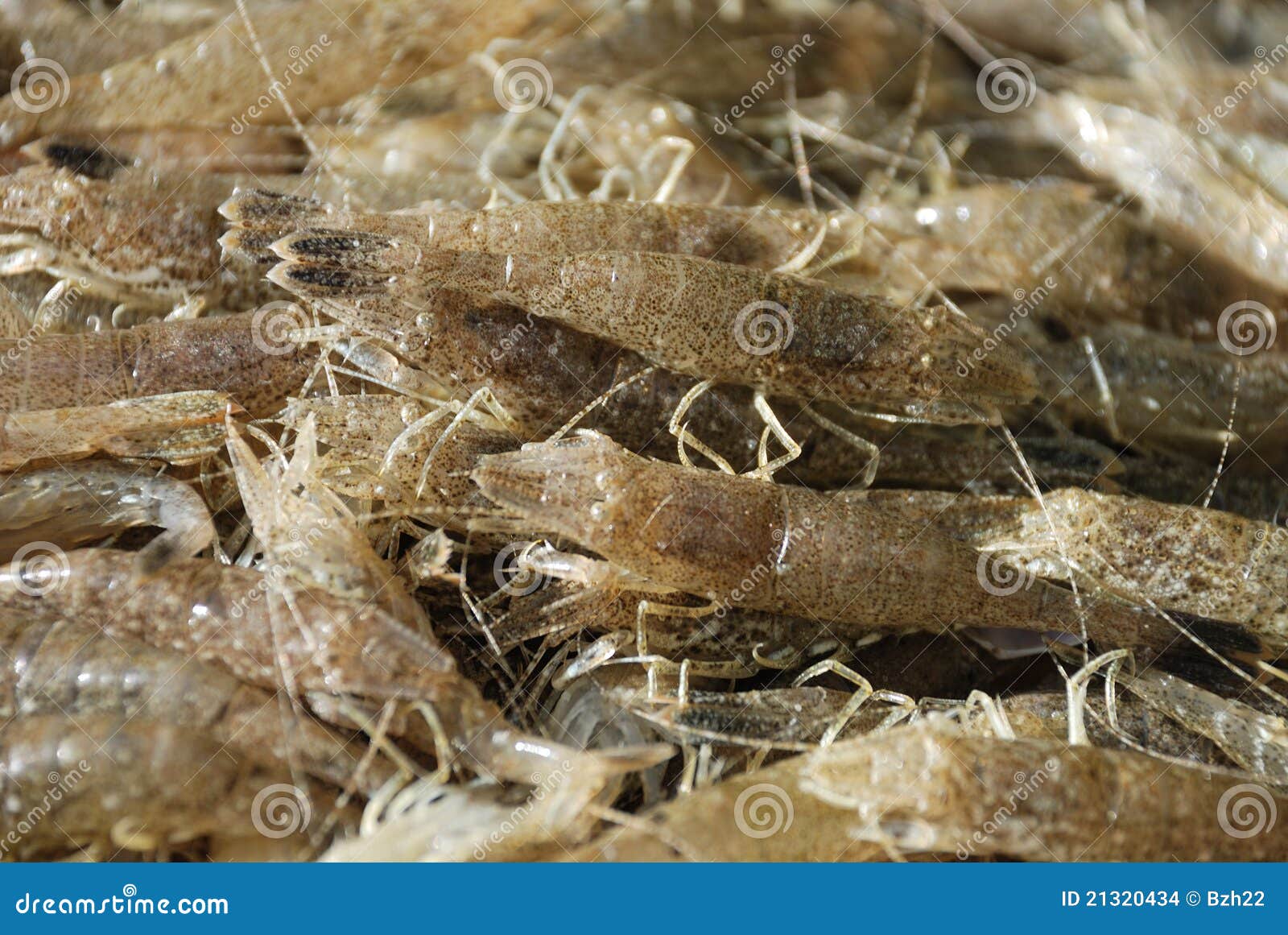 Common Shrimp stock photo. Image of animal, crustacea - 21320434
