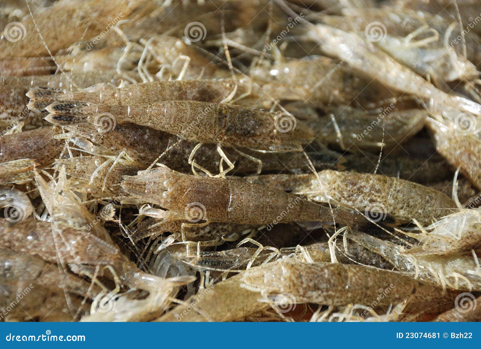 Common Shrimp stock image. Image of delicacy, europe - 23074681