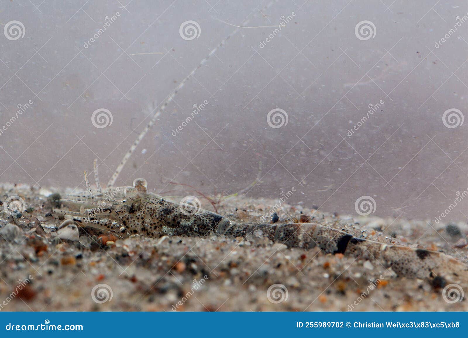Common Shrimp, Crangon Crangon Stock Photo - Image of decorative ...