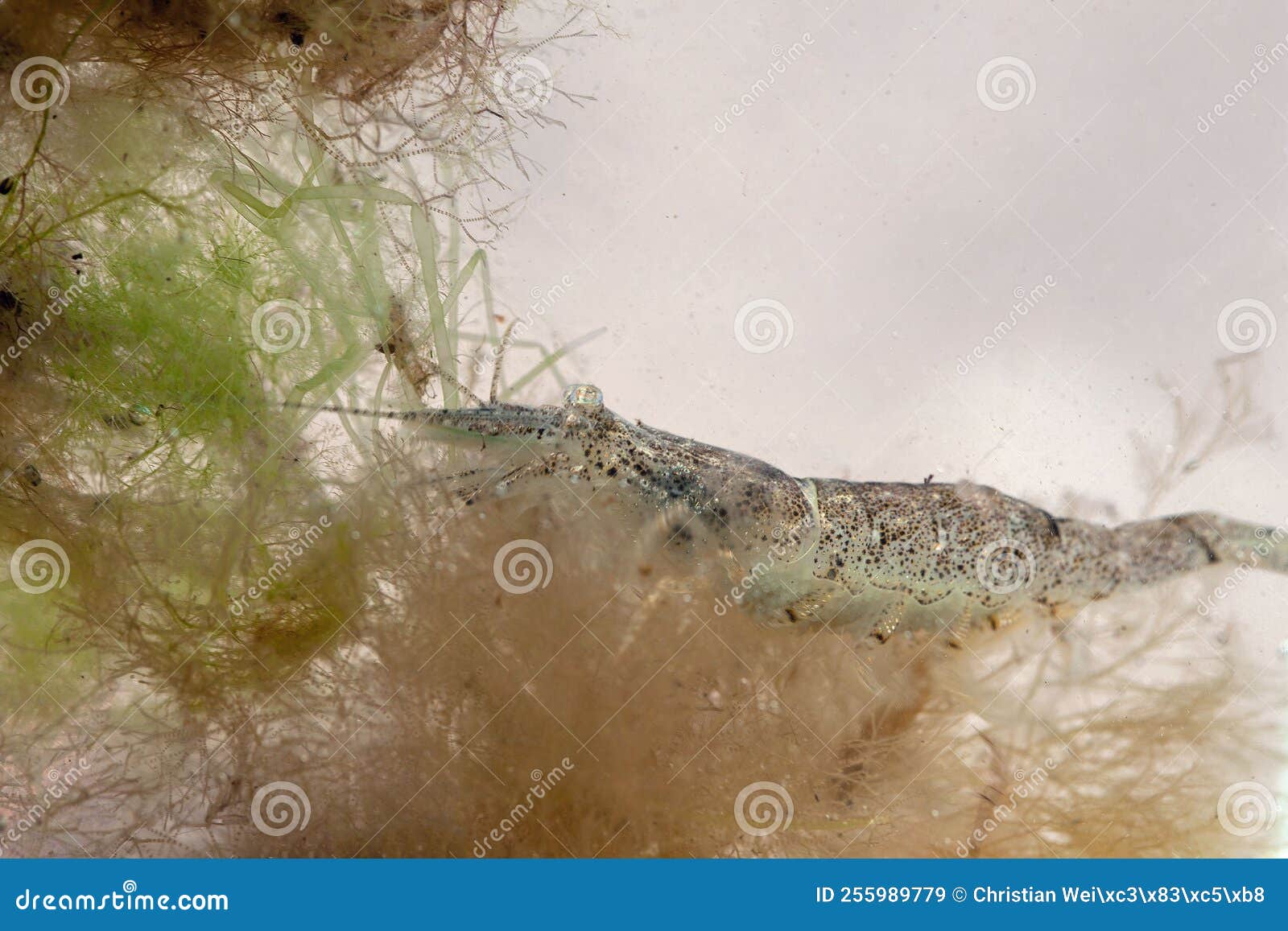 Common Shrimp, Crangon Crangon Stock Image - Image of live, baltic ...