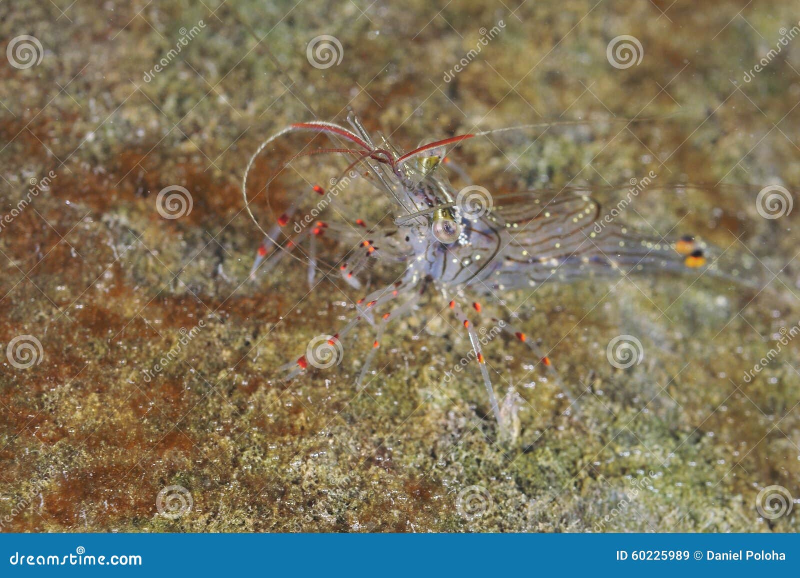 Common shrimp stock image. Image of shore, rock, surface - 60225989