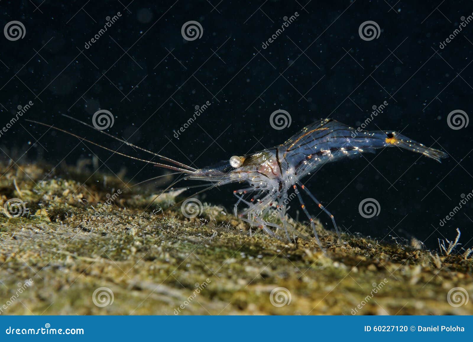 Common shrimp stock photo. Image of stripe, crustacea - 60227120