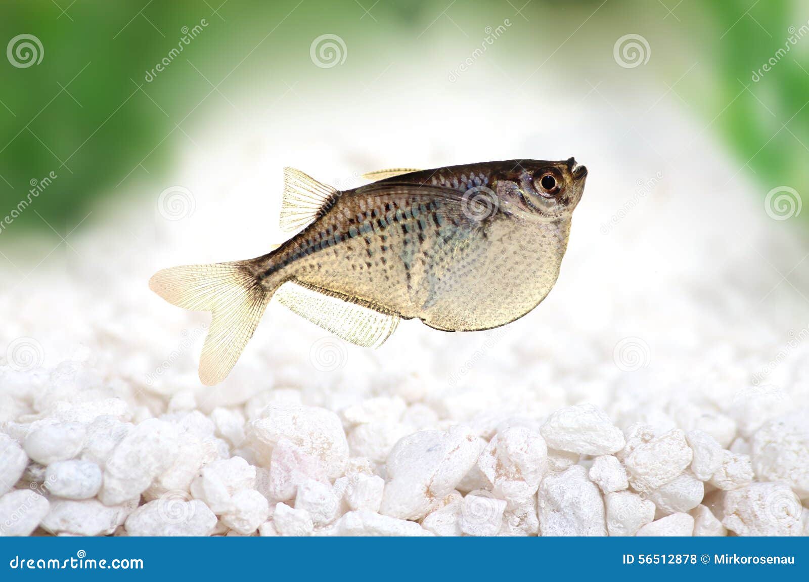 Common Silver Hatchetfish Gasteropelecus Sternicla Stock Photo - Image ...