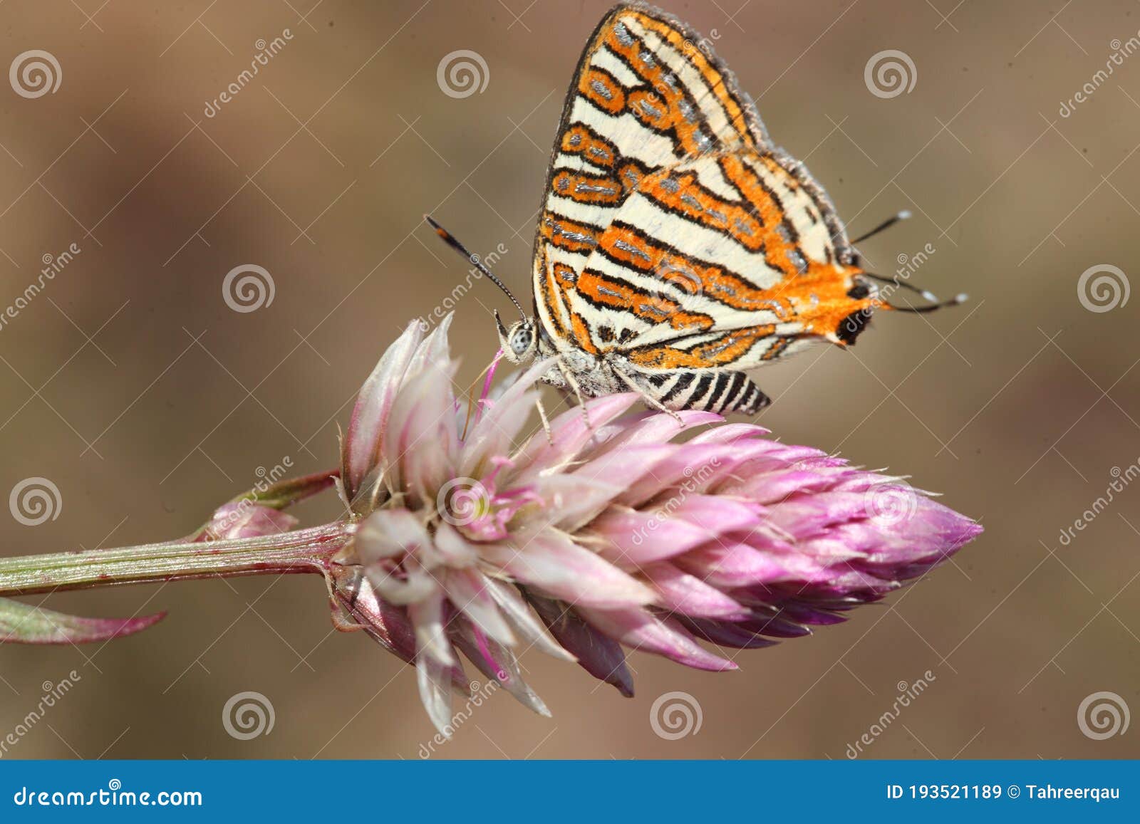 Common Silverline Butterfly on a Flower Stock Image - Image of mimic ...