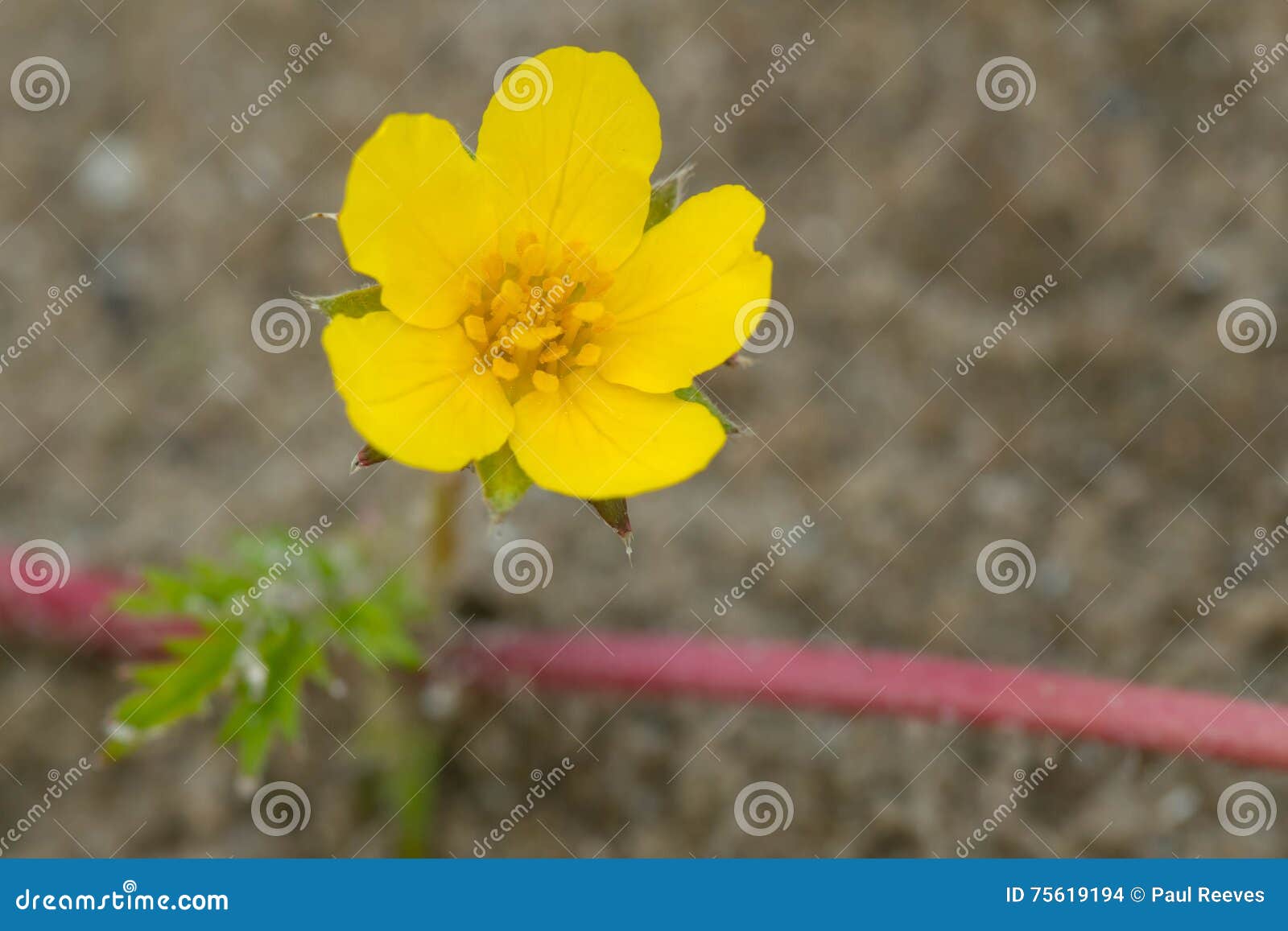 Common Silverweed - Argentina Anserina Stock Photo - Image of organism ...