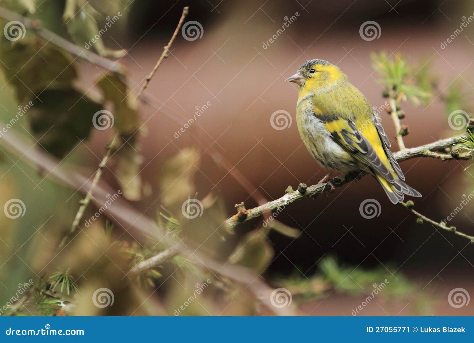Common siskin stock image. Image of wildlife, wild, eurasian - 27055771