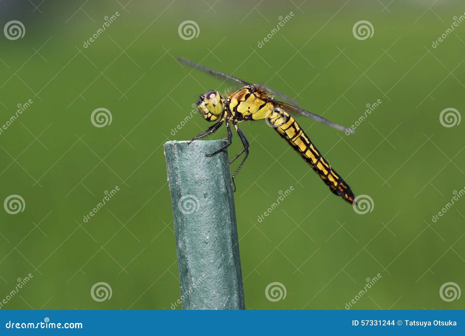 Common skimmer on a pole stock photo. Image of wild, female - 57331244
