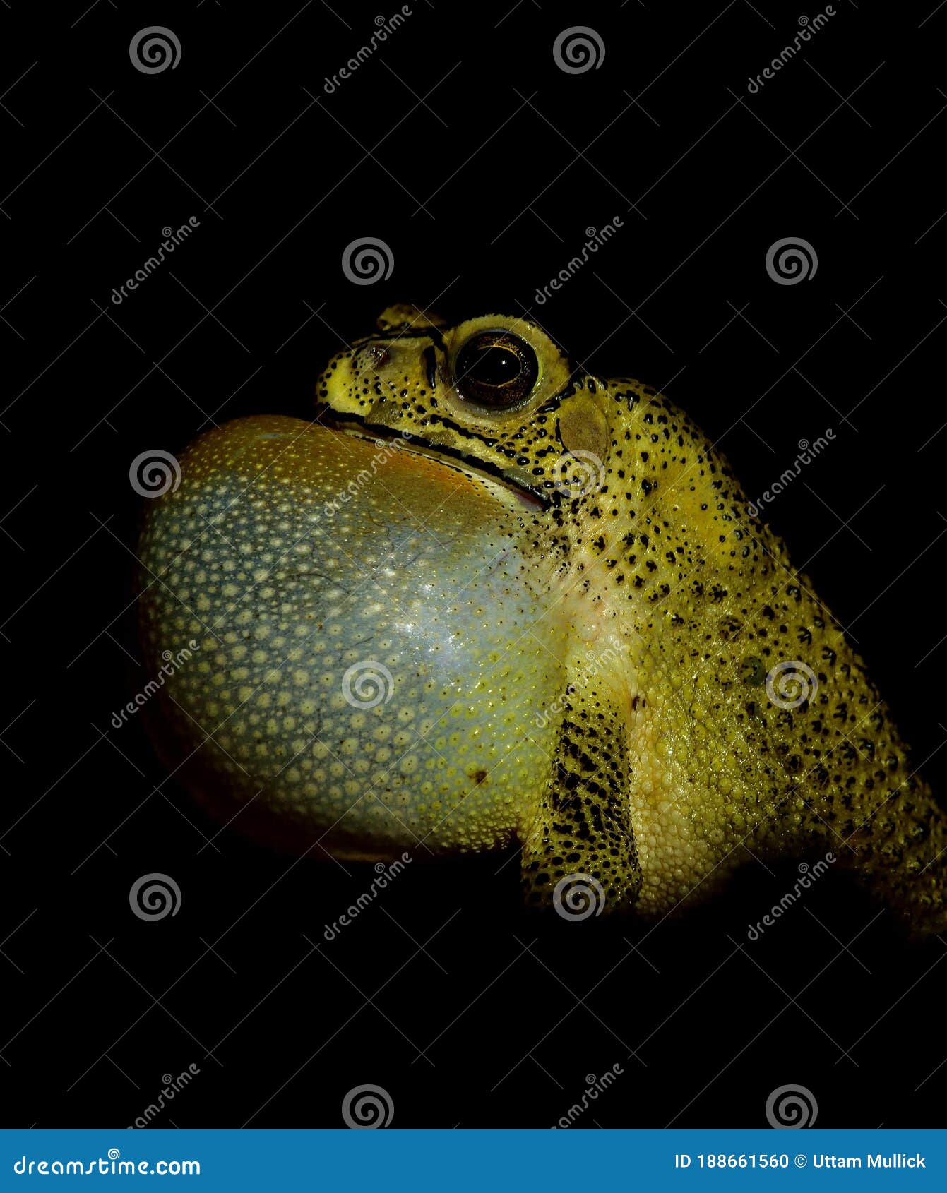 Common Skittering Frogs Skitter Stock Photo - Image of common, habitat ...