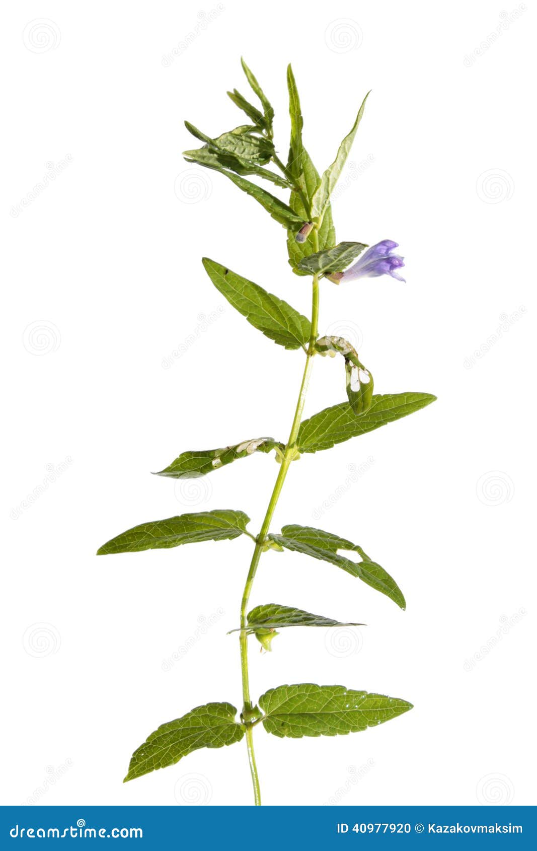 Common Skullcap Isolated on White Stock Photo - Image of plant, flower ...