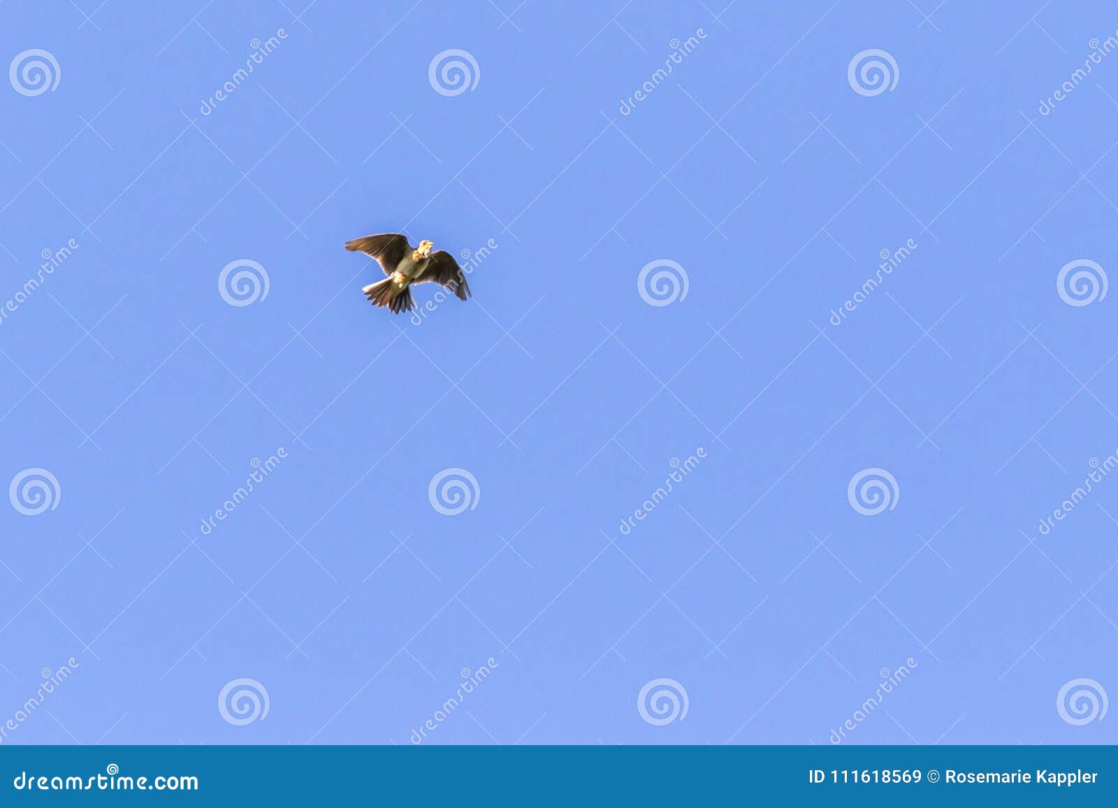 Common Skylark Alauda Arvensis Stock Image - Image of saarland, homburg ...