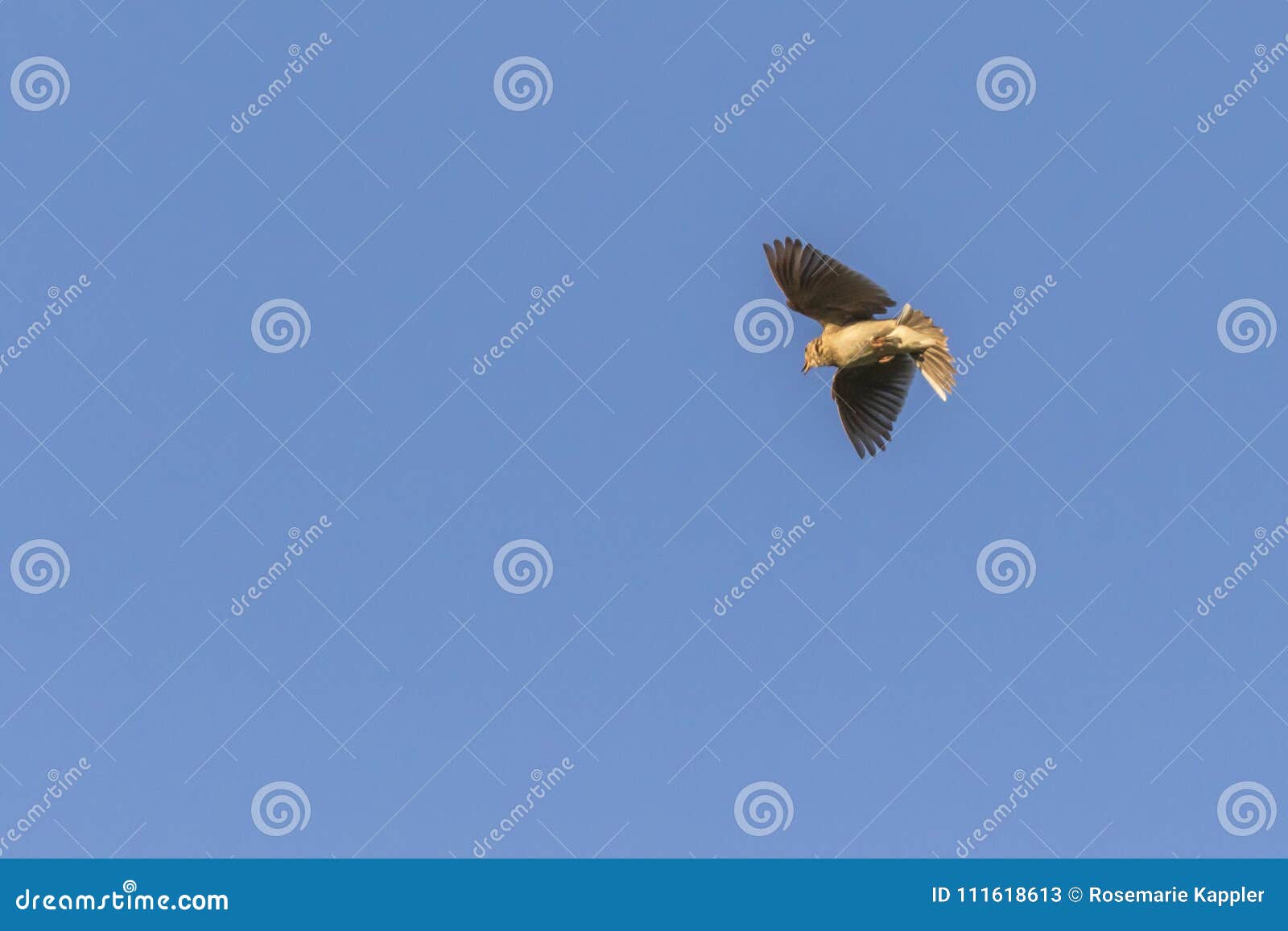 Common Skylark Alauda Arvensis Stock Image | CartoonDealer.com #111618613
