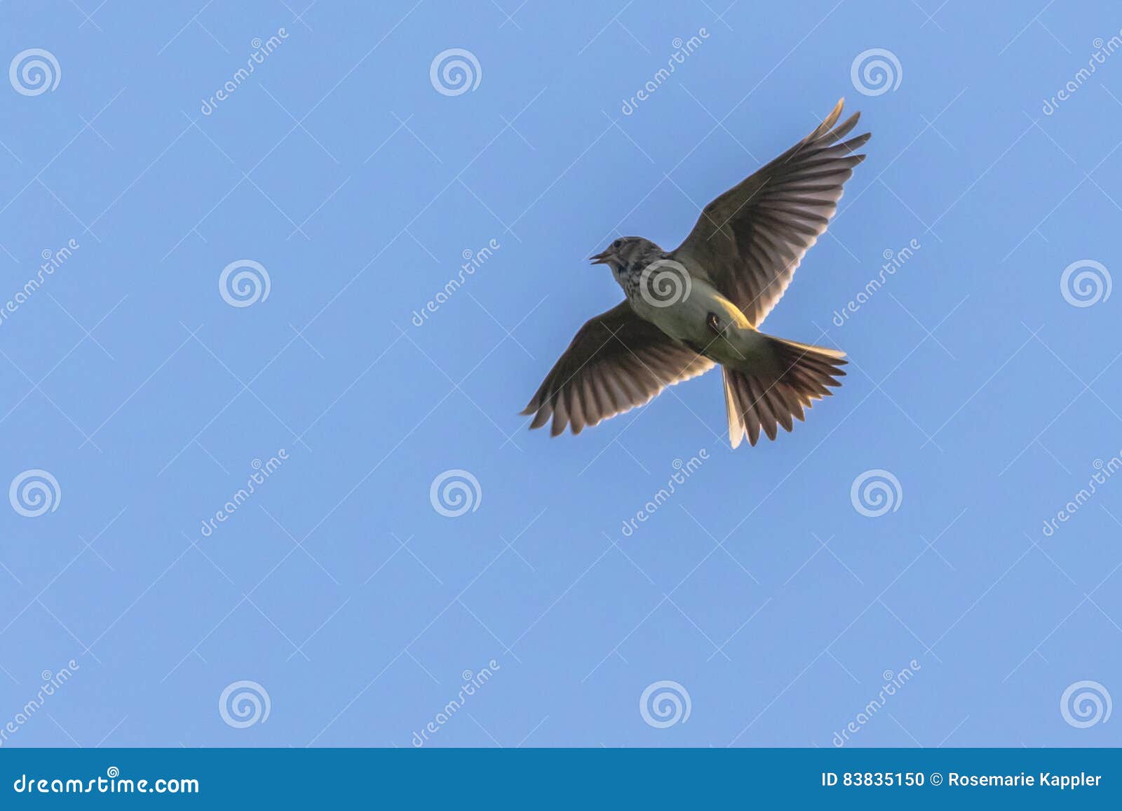 Common Skylark Alauda Arvensis Stock Photo | CartoonDealer.com #161298270