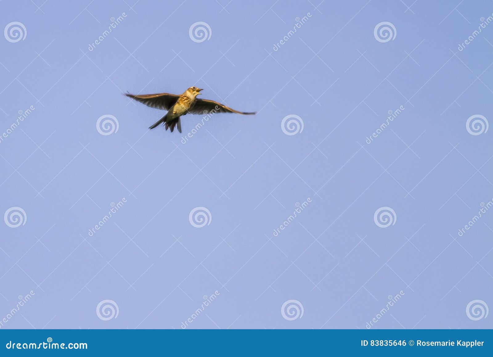 Common Skylark Alauda Arvensis Stock Photo | CartoonDealer.com #161298270