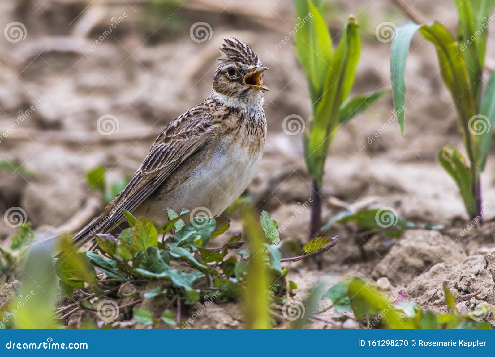 Common Skylark Alauda Arvensis Stock Photo - Image of fodder, plumage ...