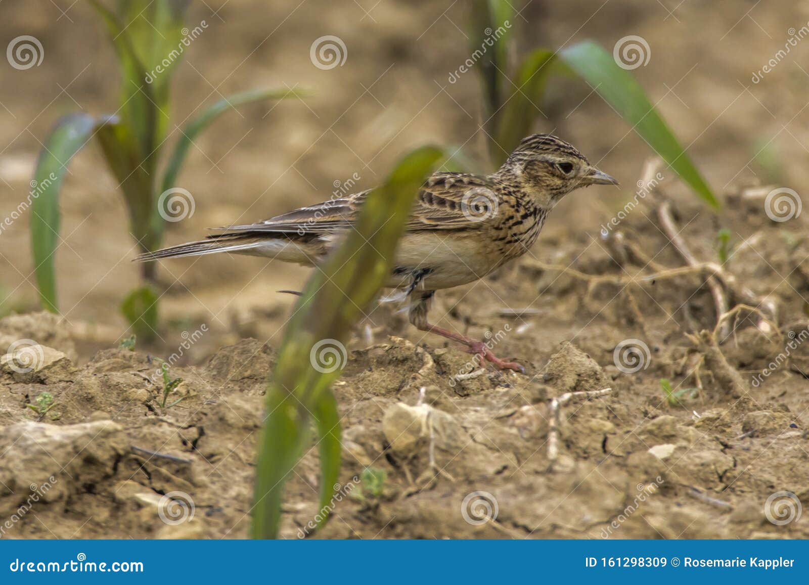 Common Skylark Alauda Arvensis Stock Image - Image of birdlife, homburg ...