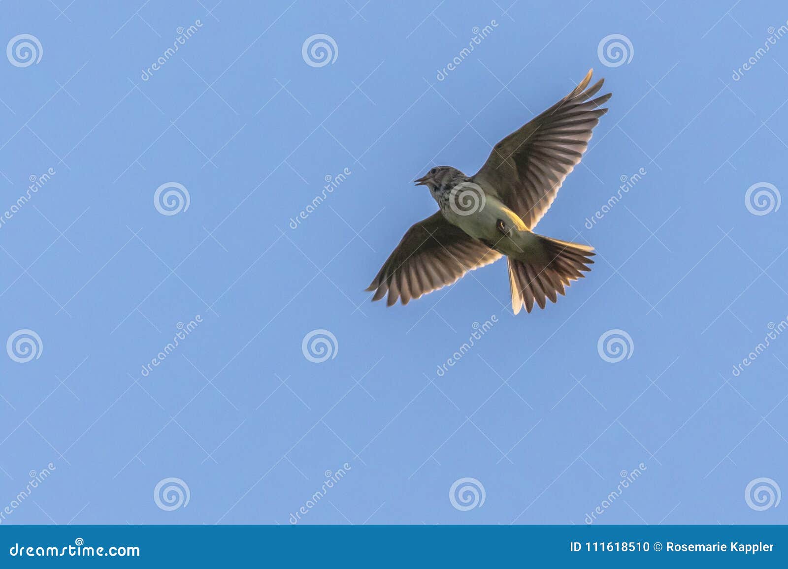 Common Skylark Alauda Arvensis Stock Image | CartoonDealer.com #83835793