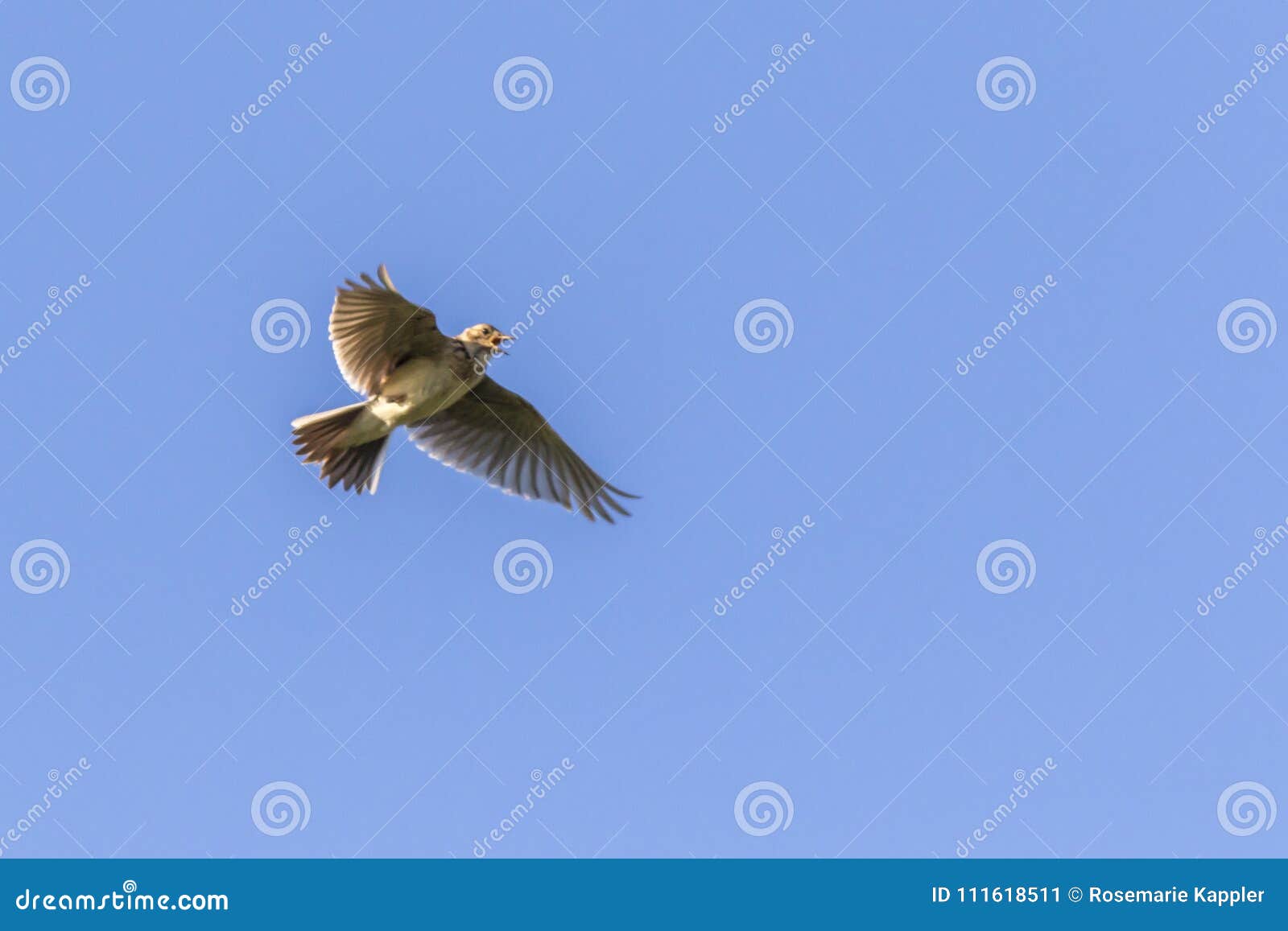 Common Skylark Alauda Arvensis Royalty-Free Stock Photography ...