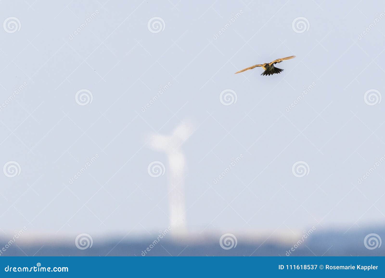Common Skylark Alauda Arvensis Stock Image - Image of feathering ...