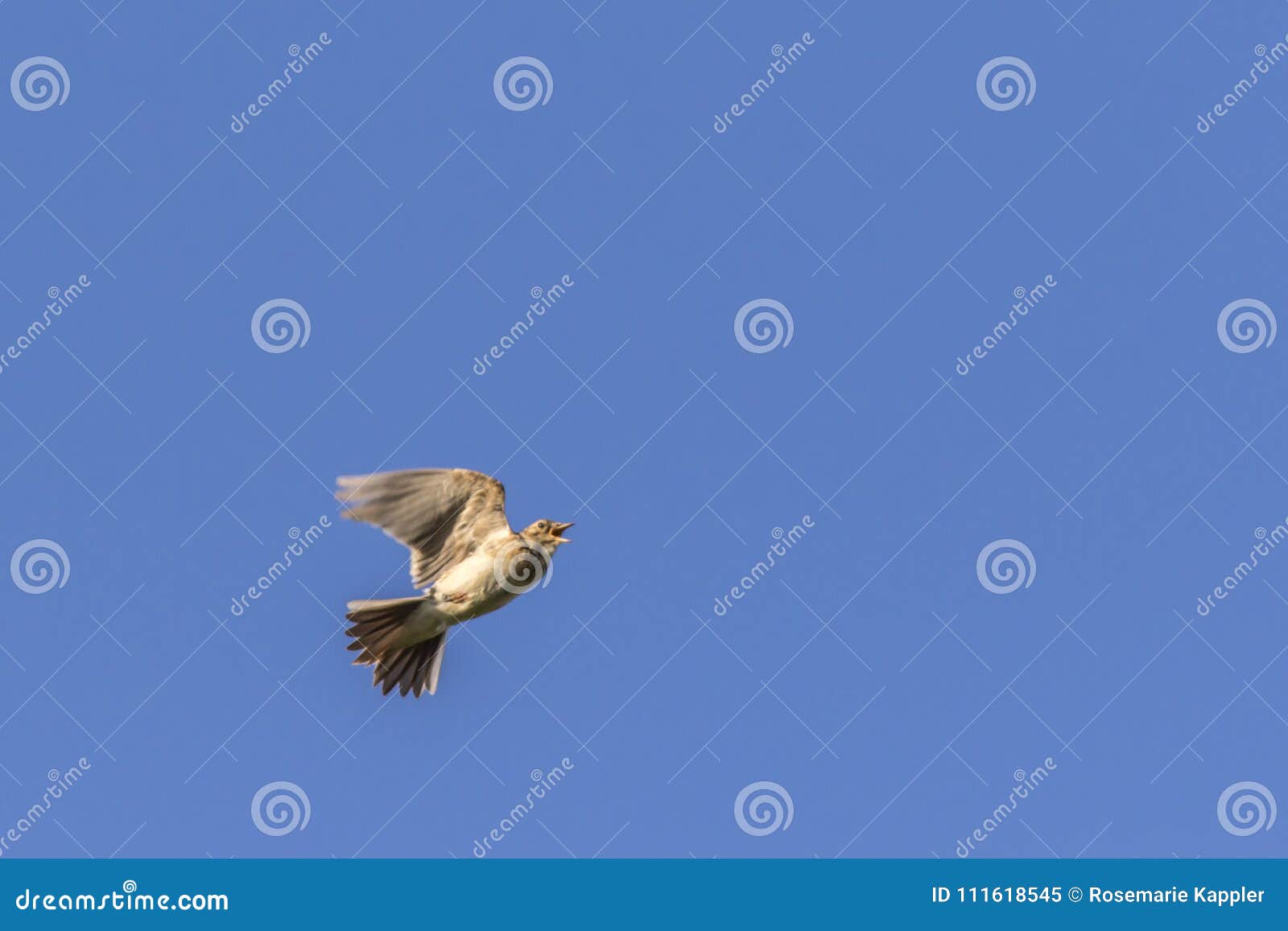Common Skylark Alauda Arvensis Stock Image - Image of flight, saarland ...
