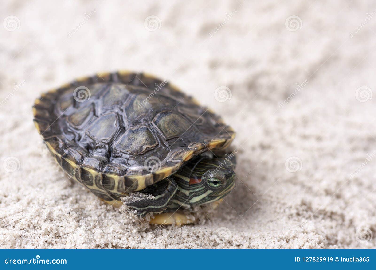 Common Slider, Also Known As Cumberland Slider Turtle, Red-eared Slider ...