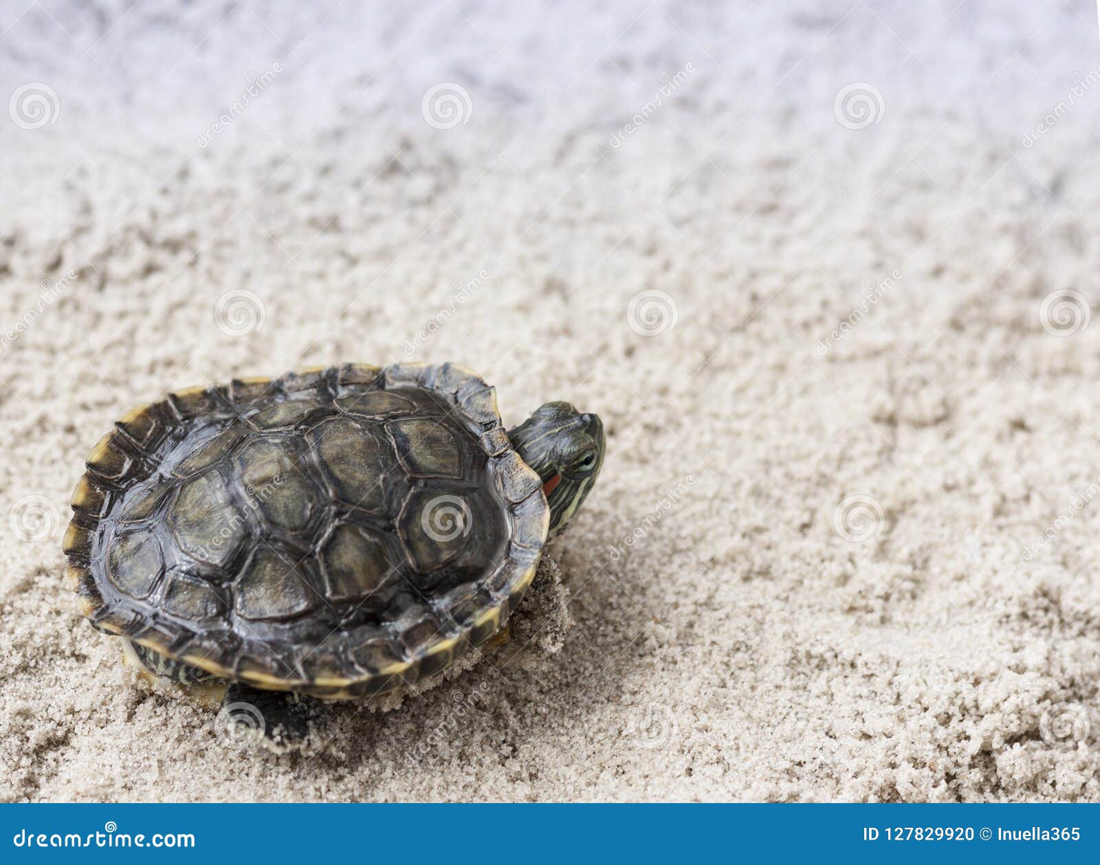 Common Slider, Also Known As Cumberland Slider Turtle, Red-eared Slider ...