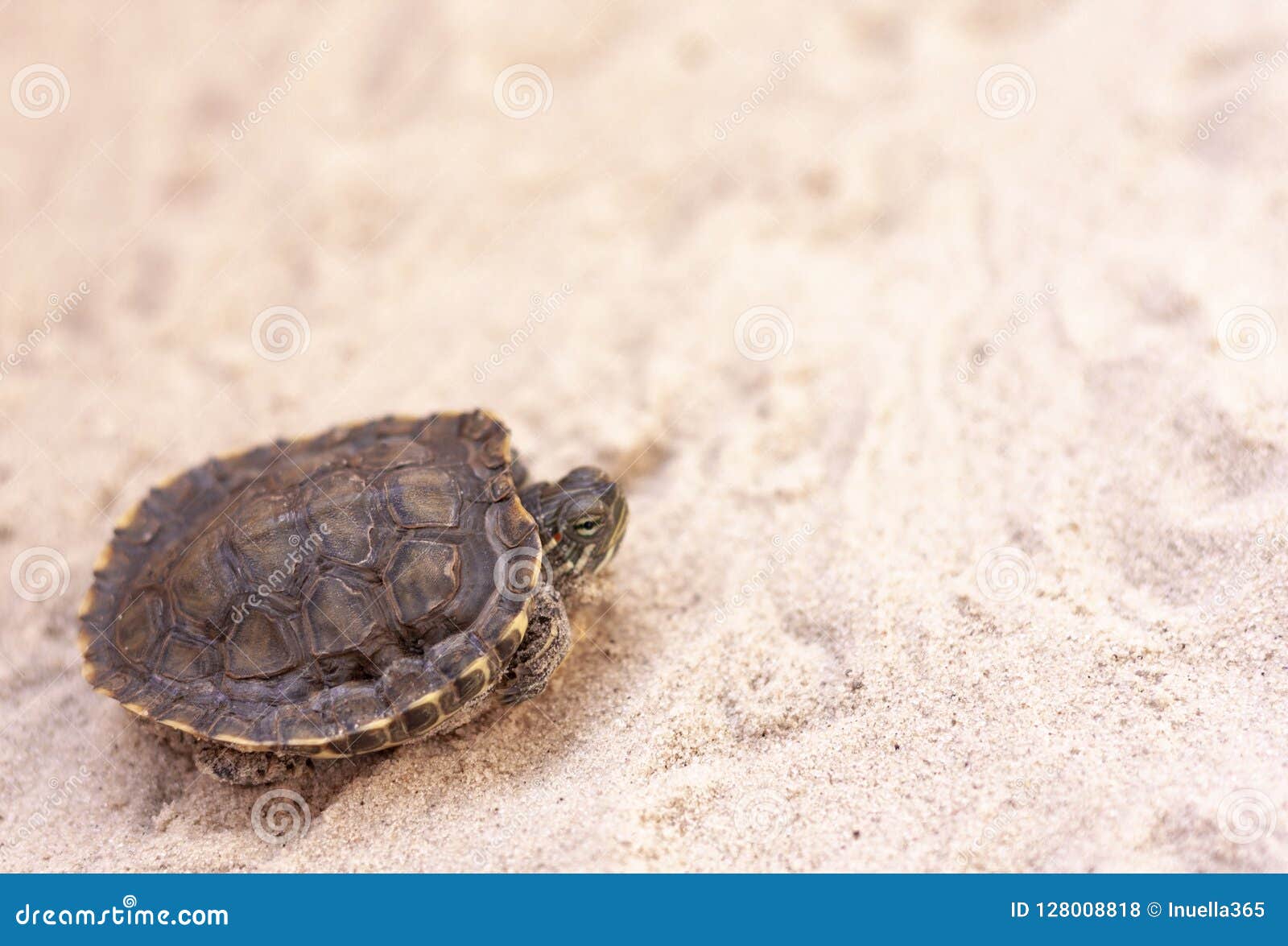 Common Slider, Also Known As Cumberland Slider Turtle, Red-eared Slider ...