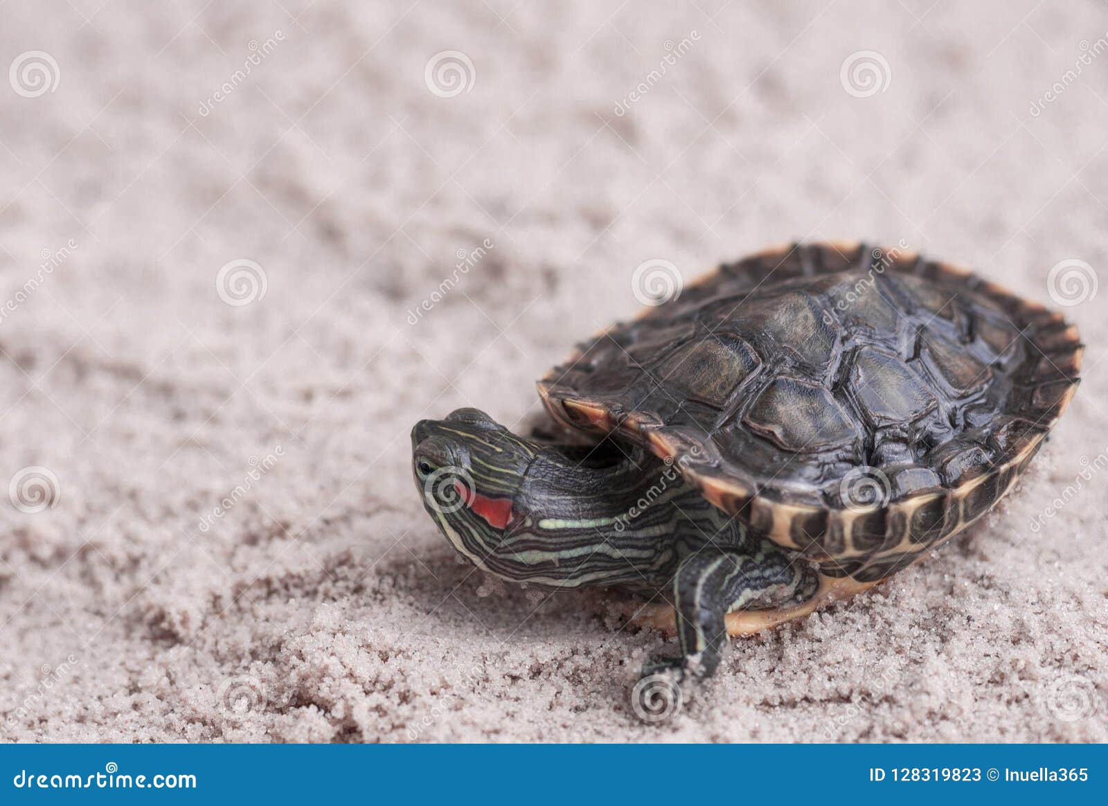 Common Slider, Also Known As Cumberland Slider Turtle, Red-eared Slider ...