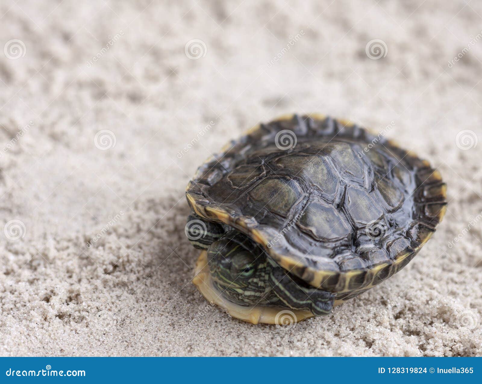 Common Slider, Also Known As Cumberland Slider Turtle, Red-eared Slider ...