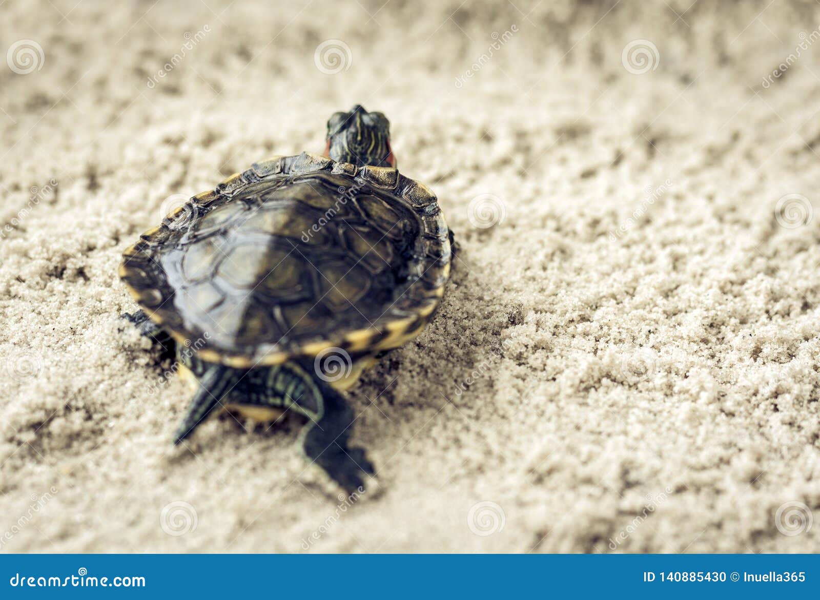 Common Slider, Also Known As Cumberland Slider Turtle, Red-eared Slider ...
