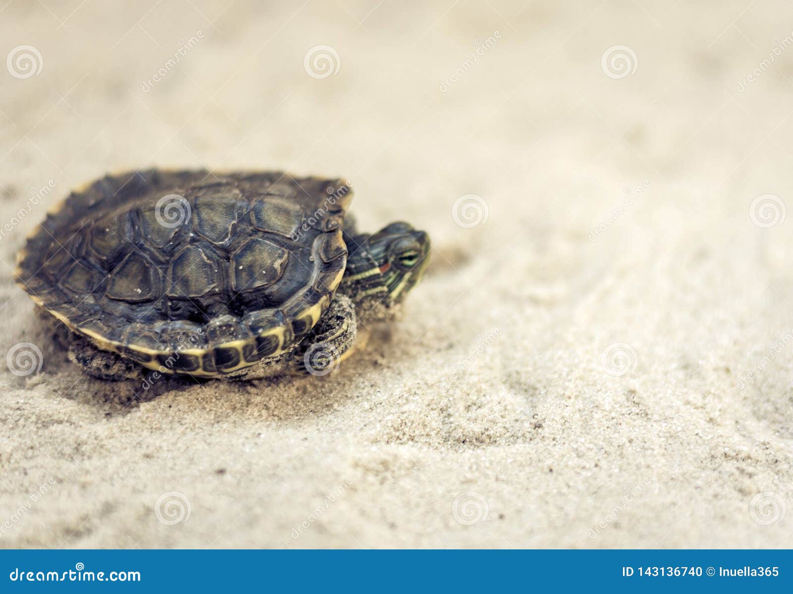Common Slider, Also Known As Cumberland Slider Turtle, Red-eared Slider ...