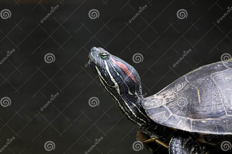 Common Slider that Regulate Body Temperature by Sunshine Stock Image ...