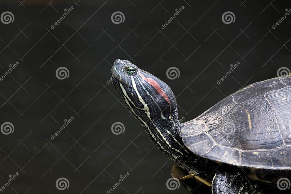 Common Slider that Regulate Body Temperature by Sunshine Stock Image ...