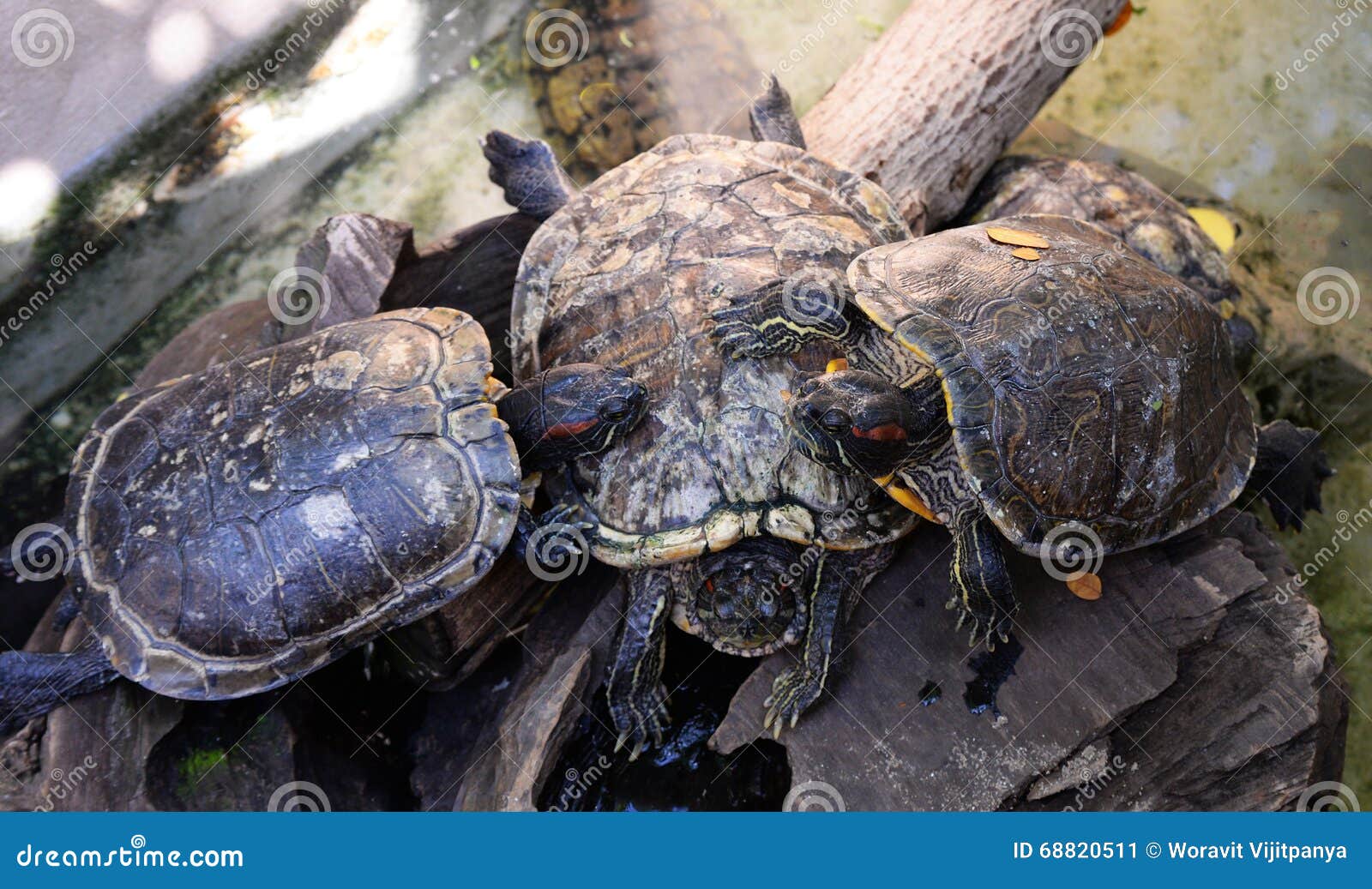 Common slider terrapin stock image. Image of eared, common - 68820511