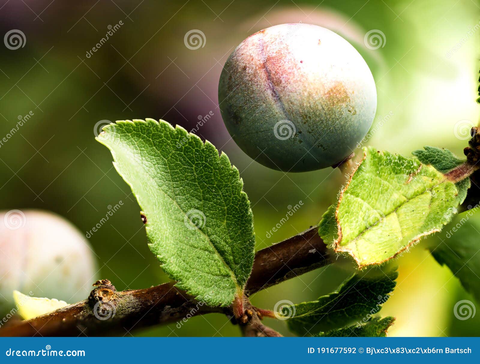 The common sloe stock photo. Image of medicine, liqueur - 191677592