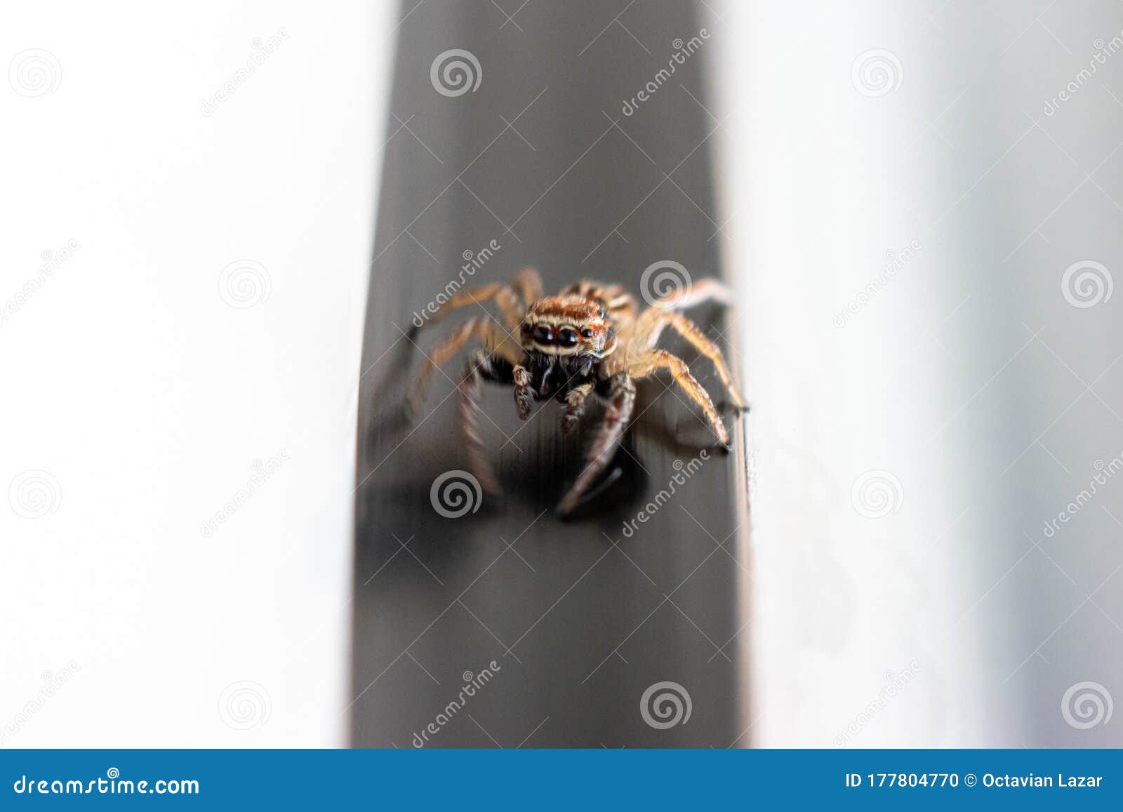Common Small Jumping House Spider Close Up Shot on Kitchen Window ...